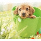 LIFESTYLE CLASSIC ACTIVECD発売日2013/3/20詳しい納期他、ご注文時はご利用案内・返品のページをご確認くださいジャンルクラシックその他　アーティスト（クラシック）ジャン＝フランソワ・パイヤール（cond）パイヤ...