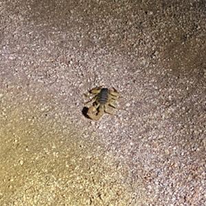 チャン フランシズ ビーン シンキング バウト コンフェッションCD発売日2026/8/21詳しい納期他、ご注文時はご利用案内・返品のページをご確認くださいジャンルイージーリスニングヒーリング/ニューエイジ　アーティストFrances Ch...