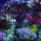 アナタニデアワナケレバ カセツトウカ ホシクズビーナスCD発売日2012/8/15詳しい納期他、ご注文時はご利用案内・返品のページをご確認くださいジャンル邦楽J-POP　アーティストAimer収録時間12分37秒組枚数1関連キーワード：エメ...