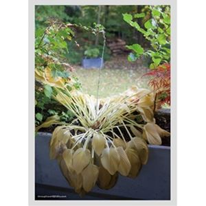 5TH ALBUM ： LOVE （REISSUED）CD発売日2023/9/8詳しい納期他、ご注文時はご利用案内・返品のページをご確認くださいジャンル洋楽アジアンポップス　アーティストヒョゴHYUKOH収録時間組枚数商品説明HYUKOH ...