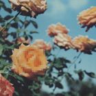 グローブ リレイションCD発売日2012/3/21詳しい納期他、ご注文時はご利用案内・返品のページをご確認くださいジャンル邦楽J-POP　アーティストglobe収録時間61分20秒組枚数1関連キーワード：リレーション アルバム商品説明glo...