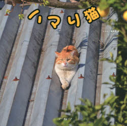 にゃんこ編集部／編その他詳しい納期他、ご注文時はご利用案内・返品のページをご確認ください出版社名ジーウォーク出版年月2022年07月サイズ95P 15×15cmISBNコード9784867174449芸術 アート写真集 ペット写真集商品説明...