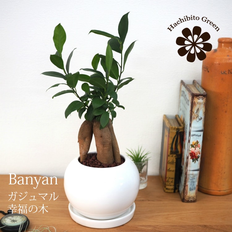 商品詳細 / 育て方 商品名 / 品種 ガジュマル 植木鉢のサイズ 4号 / 12.5cm 植物のサイズ 横幅約18〜28cm / 高さ約26〜36cm（植木鉢を含めた全体の高さ） 鉢底穴 / 受け皿 有り / 有り 育て方 ・　水やりは土...