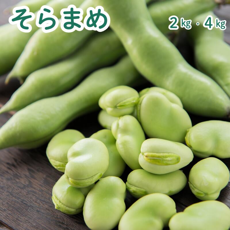 初夏を代表する味覚。 蚕のマユに似ているためつけられた中国名で蚕豆から 実がなる初夏の頃に空に向かって生育することから など由来は諸説あります。 収穫から鮮度落ちが早い成果物なので、 商品届きましたら、お早めの調理をお願いいたします。 お酒...