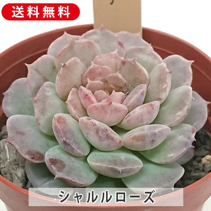 多肉植物カット苗の発送方法 追跡不可、保証無し第四種郵便での出荷になります。 カット苗での発送のため根、土、ポットは付いていません 商品到着まで3日～1週間程かかります事を御了承ください。 土日祝配達はしておりません。 多肉植物の育て方 水...