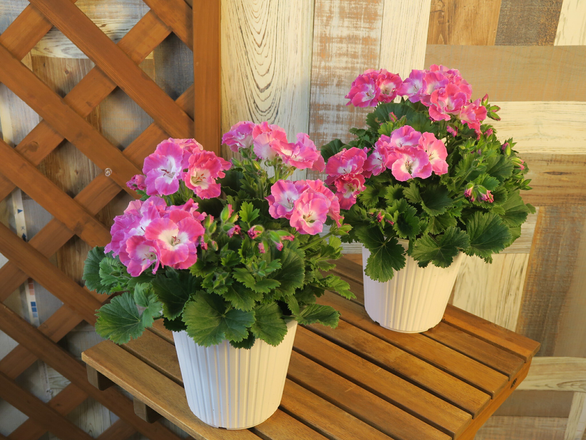 ペラルゴニウム【フェアリーチュチュ】　ローズ　5号鉢 ギフト、プレゼント、感謝、お礼、贈り物、お届け物、お見舞い、誕生日プレゼント、お祝い（快気、開店、新築、引っ越し、出産など） 数年前に某テレビ局で取り上げられるほどの優秀な品種、と共に認...