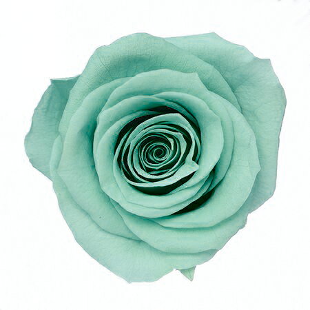 【サイズ】花径:約4-5cmφ・花丈:約3.5-4cm/1箱(9輪)【ブランド】大地農園［その他サイズ］［重量］［入数］［材質］天然素材［規格］［特徴］］［使用方法］［注意事項］・プリザーブドフラワーは染料の染みや漏れが発生する場合がありま...