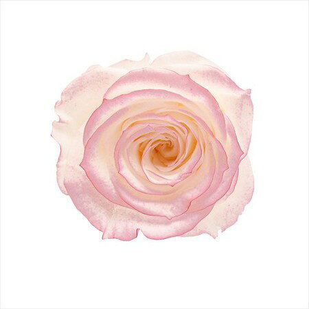 【サイズ】花径：約3.5〜4.5cmΦ・花丈：約3〜3.5cm、1箱（9輪）【ブランド】大地農園人気のいずみサイズにフレッシュのような自然で立体感のある新しい”はないろ”シリーズが誕生しました！原産国：日本大地農園こだわりのプリザーブドです...