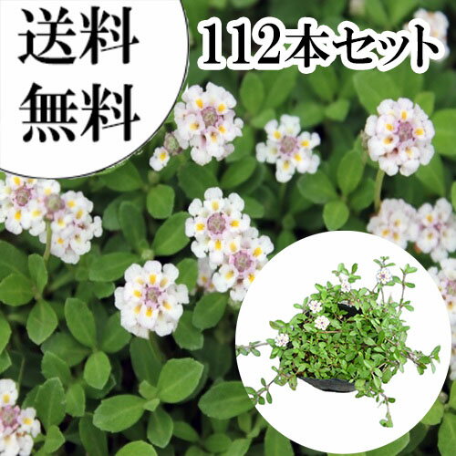 【送料無料】【112本セット】 リピア（ヒメイワダレソウ） / 9.0cmポット りぴあ（ひめいわだれそう） 岩垂草 イワダレソウ(リッピア) 苗 植木 苗木 庭 グランドカバー 下草 寄せ植え 低木 ※当店（楽天市場　花と緑）は北海道、沖...