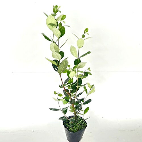 【 単 品 】 フェイジョア 樹高0.5m前後 15cmポット ふぇいじょあ フェイジョア 実生苗 苗 植木 苗木 庭 生垣 ※当店（楽天市場　花と緑）は北海道、沖縄県への発送は行っていません、間違えてご注文された場合はお客様都合でのキャン...