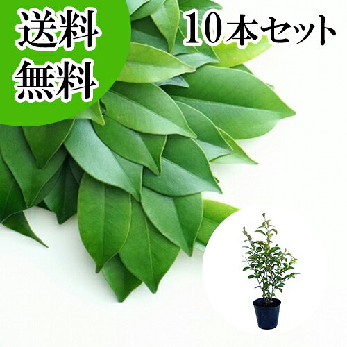 【送料無料】【10本セット】 サカキ （ホンサカキ） 本榊 樹高0.3m前後 15cmポット ホンサカキ　ほんさかき 榊 本サカキ（神事 祭壇 神棚）本神榊　※ヒサカキではありません。 苗 植木 苗木 庭 さかき 榊 本サカキ（神事 祭壇）...