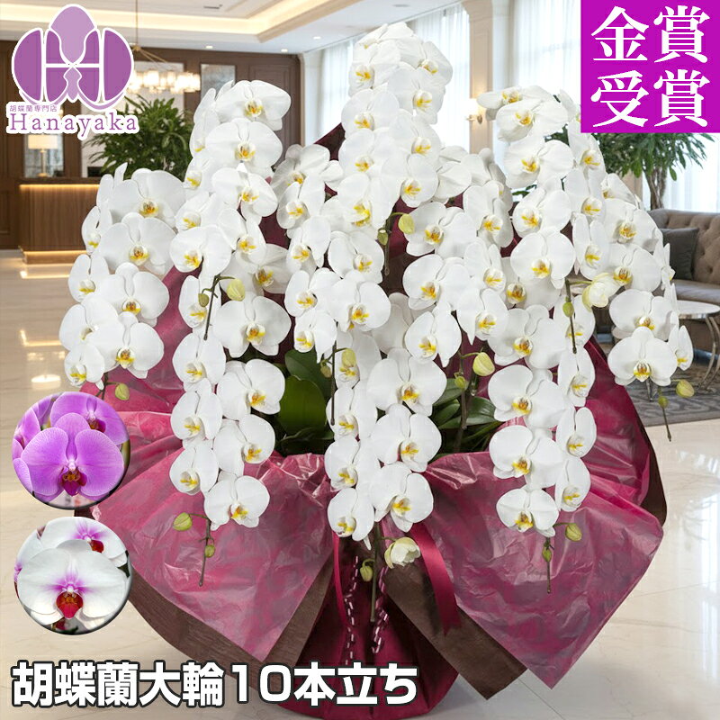 商品情報 商品 胡蝶蘭大輪10本立ち90輪以上 （つぼみの数も含みます） ※咲き具合は様々です。 花色 白、ピンク、白赤の中から選択可能 サイズ ・花の高さ（鉢底から）：約100cm～ ・幅：　約85cm オプション ・ラッピングは無料です...