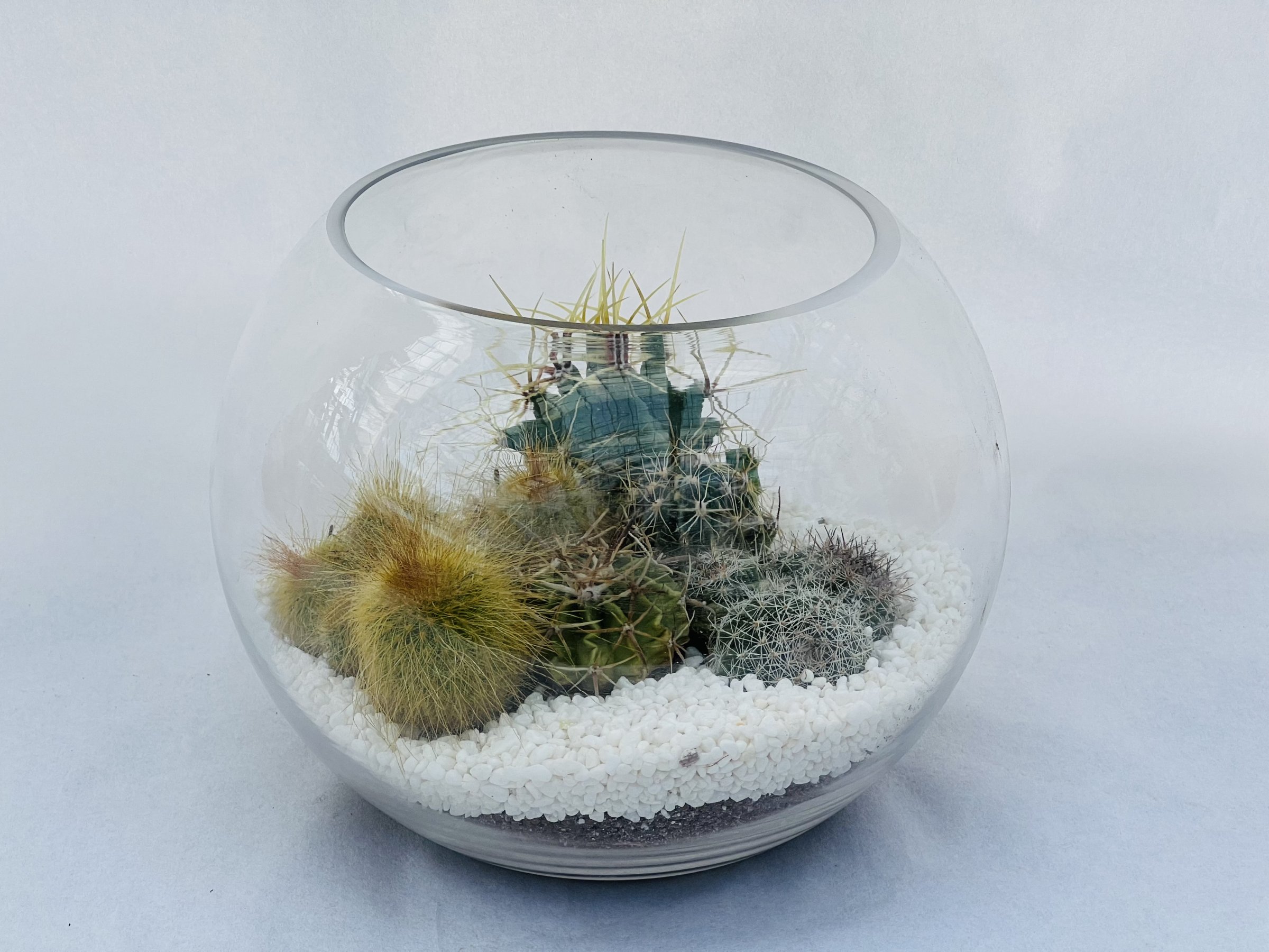 ※写真の商品はサンプルです。お届けする商品とは異なりますのでご注意下さい。 ※北海道・沖縄への配送は下記送料を追加させて頂きます。誠に申し訳ございませんが、ご了承下さい。北海道：500円沖縄：800円 サボテン（英: cactus）は、多肉...