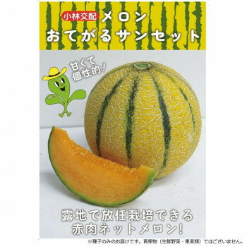 ※パッケージ、デザイン等は予告なく変更される場合があります。※画像はイメージです。商品タイトルと一致しない場合があります。露地で放任栽培できる赤肉ネットメロンです。オレンジ色の果肉で糖度も14〜16度と甘くて美味しい。細いネットがはり、緑色...