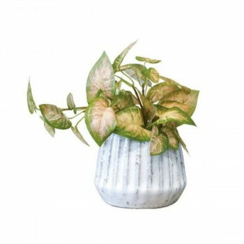 ※パッケージ、デザイン等は予告なく変更される場合があります。※画像はイメージです。商品タイトルと一致しない場合があります。どんなお部屋にもあわせやすい、ナチュラルな雰囲気。※インテリアグリーンはハンドメイド製品の為、仕様やサイズに個体差がご...