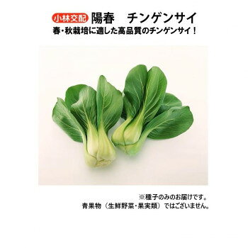 ※パッケージ、デザイン等は予告なく変更される場合があります。※画像はイメージです。商品タイトルと一致しない場合があります。春・秋の栽培に適した、株張りと形状の良いチンゲンサイです。葉は濃緑色で、従来の春栽培品種よりも葉柄長く、荷姿が美しいで...
