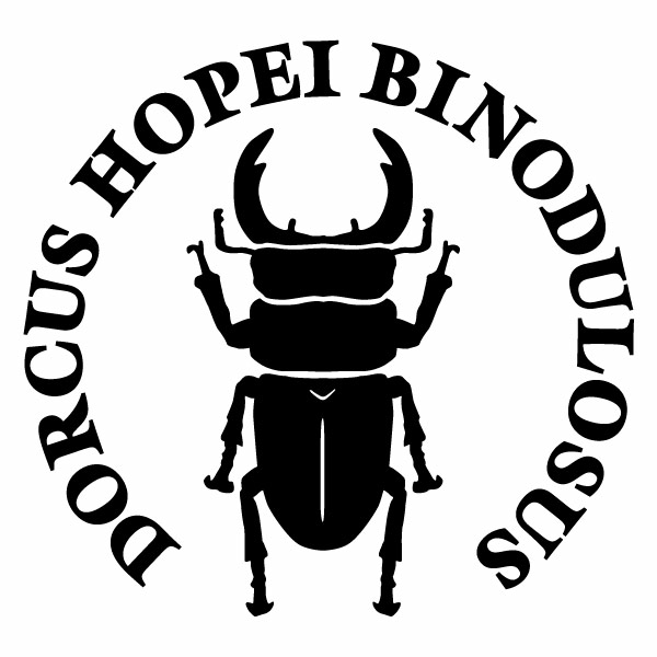 【オオクワガタ Ver.027 カッティングステッカー 大判Lサイズ 2枚組 幅約27cm×高約25.5cm】 DORCUS HOPEI BINODULOSUS クワガタモチーフ♪ シートの材質は屋外看板用に使用されている耐光性・耐水性に優...