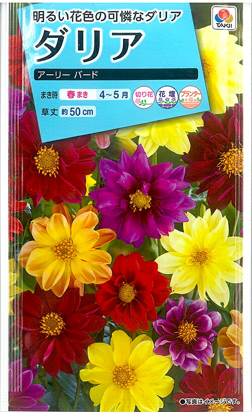 「タネから育てるダリア」 約6〜7センチの半八重咲きの花がたくさん咲きます。草丈は花壇で約50センチ。鉢やプランターでは草丈が低くなり、どちらもよく咲きます。7〜8月に剪定と追肥をすると秋にも咲きます。 ●学名：Dahlia　variabi...
