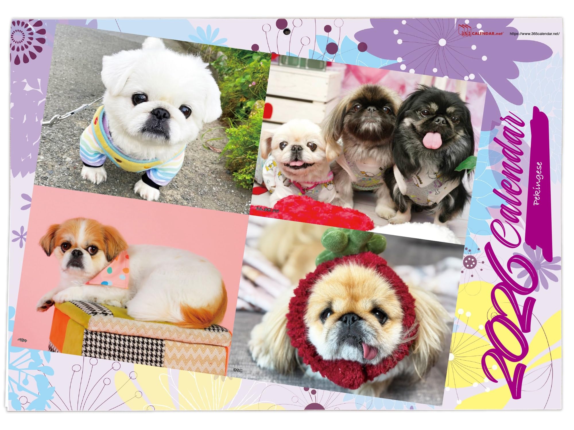 商品情報商品の説明365カレンダーとは、ワンちゃん好きやネコちゃん好きなど、ジャンルごとに仲間と協力し365日分の写真が集まるとオリジナルカレンダーとして作成＆販売されるカレンダーです。 全国各地から集まった「ペキニーズ」が365日掲載され...
