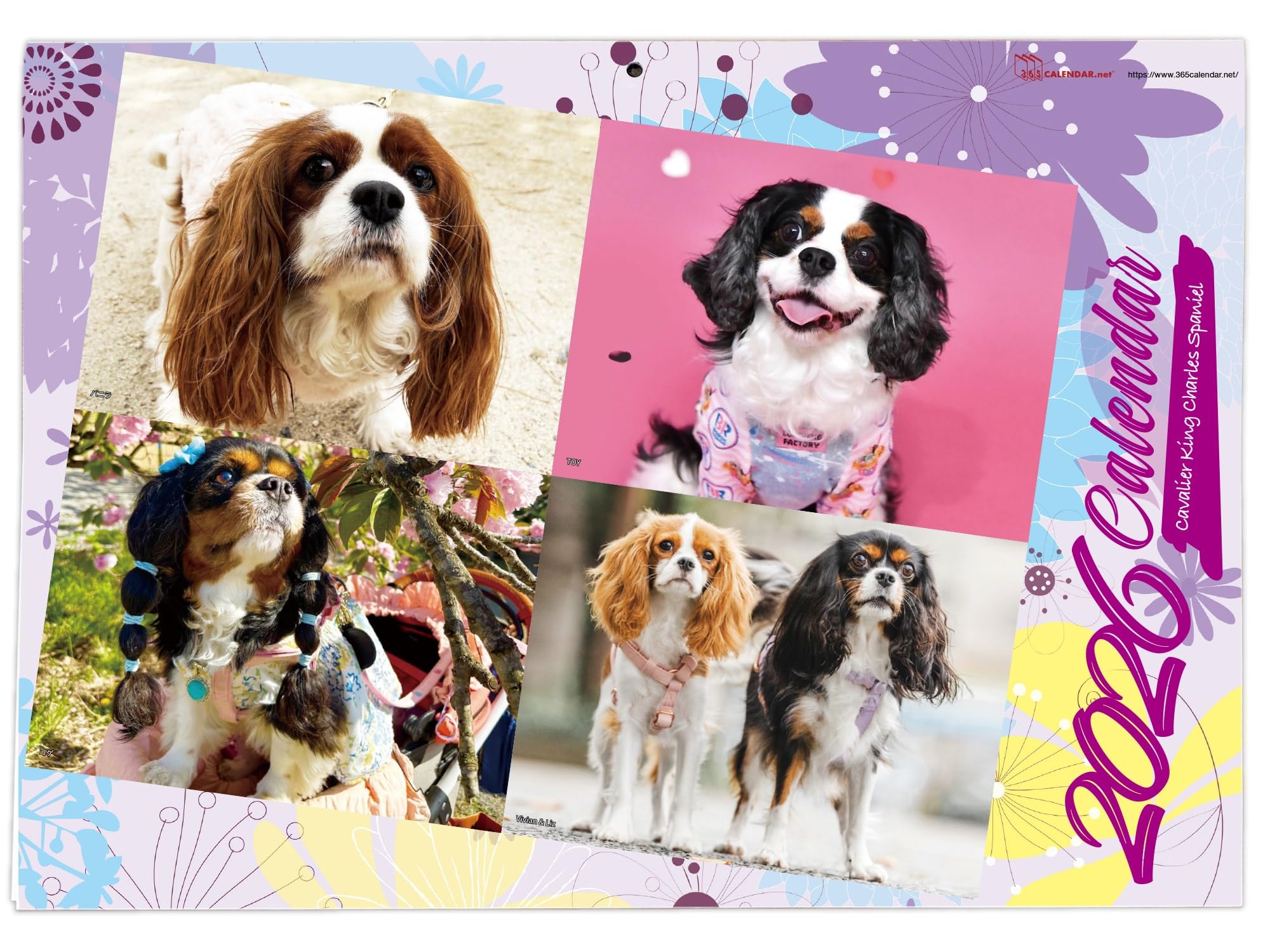 商品情報商品の説明365カレンダーとは、ワンちゃん好きやネコちゃん好きなど、ジャンルごとに仲間と協力し365日分の写真が集まるとオリジナルカレンダーとして作成＆販売されるカレンダーです。 全国各地から集まった「キャバリアキングチャールズスパ...