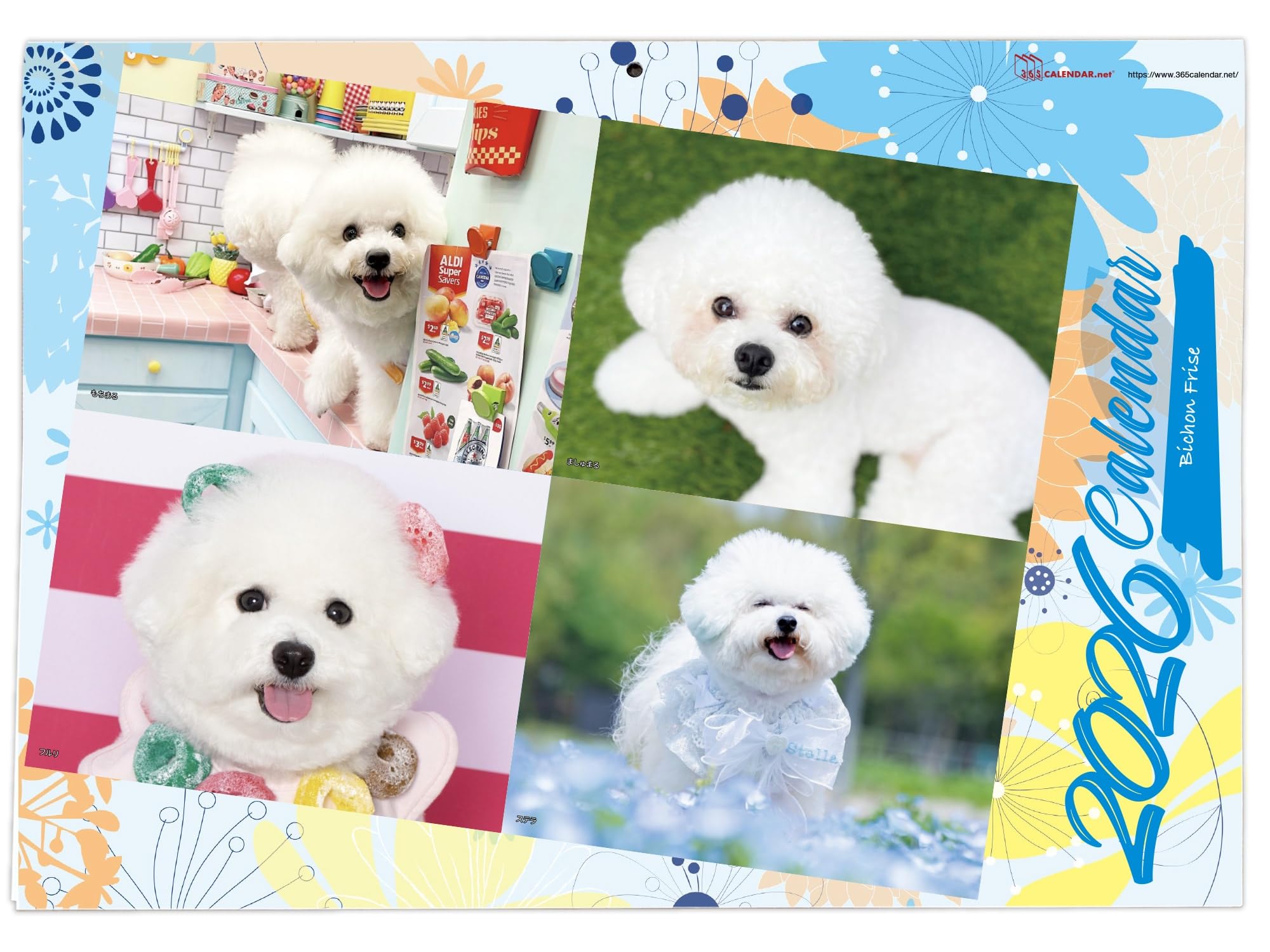 商品情報商品の説明365カレンダーとは、ワンちゃん好きやネコちゃん好きなど、ジャンルごとに仲間と協力し365日分の写真が集まるとオリジナルカレンダーとして作成＆販売されるカレンダーです。 全国各地から集まった「ビションフリーゼ」が365日掲...