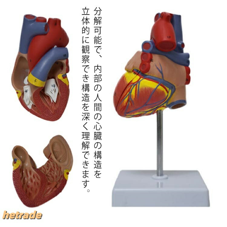 分解可能で、内部の人間の心臓の構造を 立体的に観察でき構造を深く理解できます。パーツの取り外しも可能となっておりますので細かな部分の解説にも非常に使い勝手の良い模型となっております。実物大の心臓を 表現した 模型でございます。模型は非常に精...