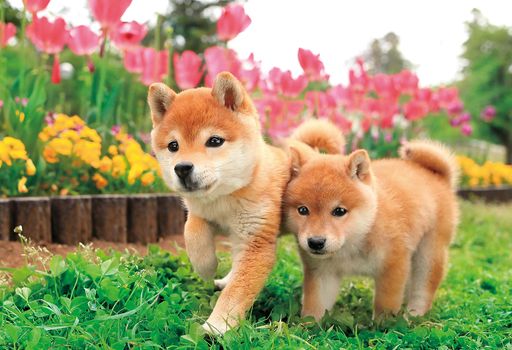 柴犬の子犬2匹はとっても仲良し! 走るのだっていっしょだよ。組みやすい手ごろな300ピースで登場です。 ふわふわの毛並みが可愛い、柴犬の子犬たちから元気をもらえそう! YONEO MORITA/NOA NOA 完成サイズ:26x38cm