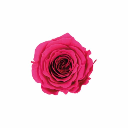 花径:約2~3cm 花丈:約1.8~2.5cm 内容:18輪 色:フューシャピンク 本体重量(1輪):約1g 生産国:コロンビア