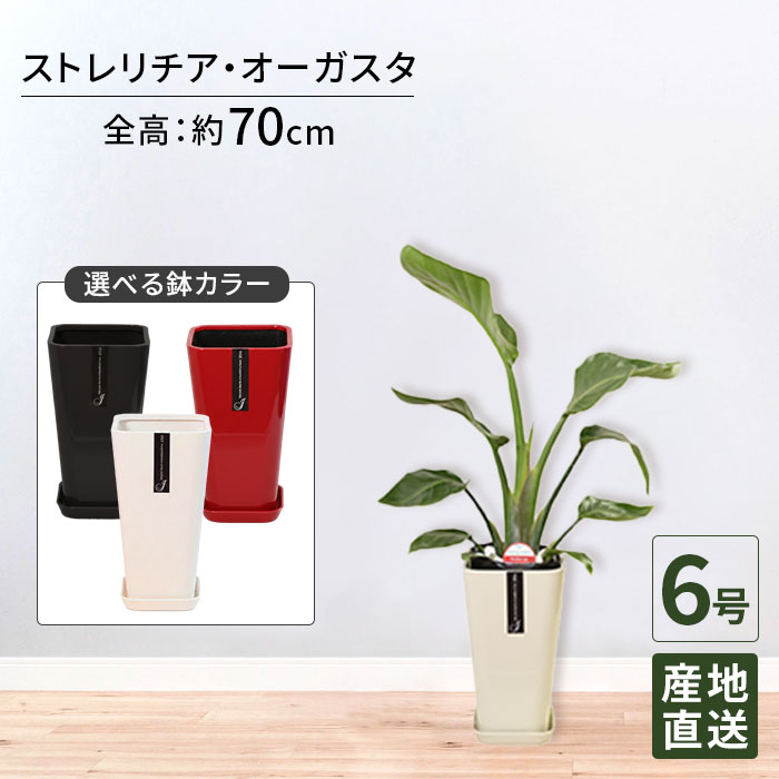 商品情報サイズ・仕様 ・観葉植物 ストレリチア オーガスタ 6号 カラ—ポット/鉢植え 小 小さい インテリア グリーン 植物 鉢 陶器鉢 おしゃれ シンプル 自宅 お家 おうち時間 お祝い 祝い 御祝 開業祝 オープン 新築 新生活 引越...