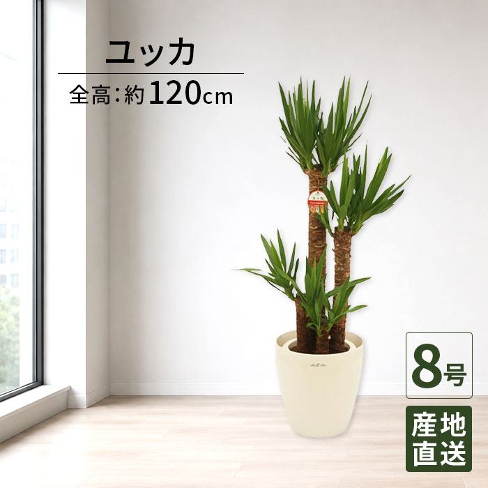 商品情報サイズ・仕様 ・ユッカ 8号 丸プラ(鉢カバー) ・サイズ：H120cm　鉢:W30cm×H30cm　※個体差があります。 ・商品内容：鉢、底なし鉢カバー ・植物は生育や環境に大きく影響されるため、掲載の写真と形や色味が異なる場合が...