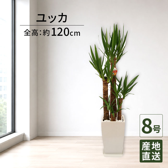 商品情報サイズ・仕様・ユッカ 8号 角陶器・サイズ：H120cm　鉢:W24cm×H37cm　※個体差があります。・商品内容：鉢、プラスチック受皿・植物は生育や環境に大きく影響されるため、掲載の写真と形や色味が異なる場合がります。用途例観葉...