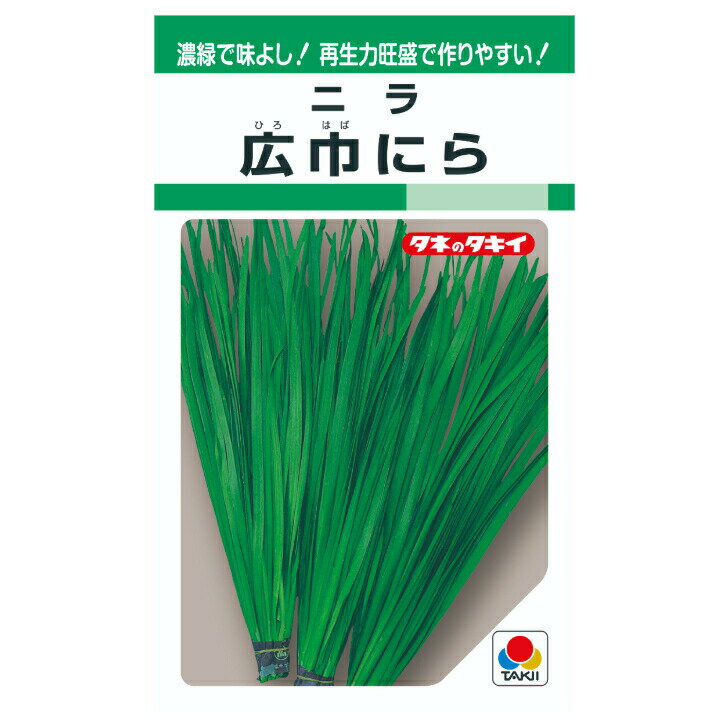 タキイ種苗 広巾にら GF13ml 野菜のタネ ニラ 濃緑で味よし！再生力旺盛で作りやすい！ ・葉は色濃く、肉厚でやわらかい・耐暑、耐寒性ともに強く、休眠も浅いので、周年栽培が可能・作りやすくて、味が良い 5
