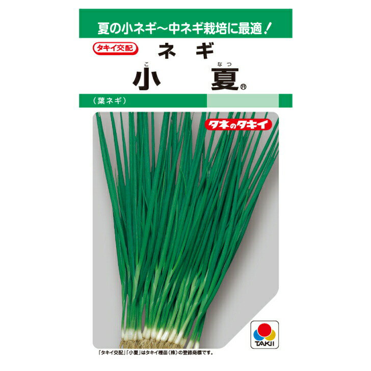 タキイ交配 小夏 葱 GF15ml 野菜のタネ ネギ 初の子ネギ〜中ネギ栽培に適する ・風味がよく、食味もよい・濃緑、細葉で立性・色つやがよく、特に夏どり栽培に適する 5