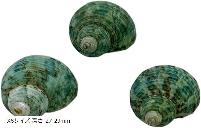 バリエーションコード : 2b425xxt8f商品コード2b4jqi43xp商品名ヤドカリのおうち 宿替え用 ミドリの貝殻 3個入 XSサイズ 高さ 27-29mmS37-1ブランドエデンの貝殻サイズ等XSサイズ 高さ 27-29mm・ヤド...