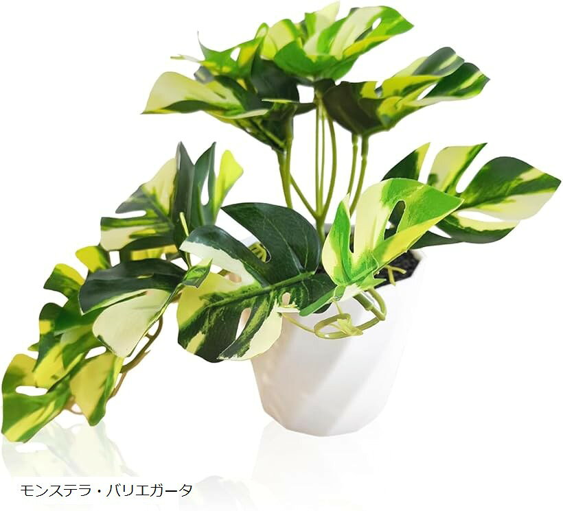 バリエーションコード : 2bu3kt5nk0商品コード2bu3kfgi32商品名観葉植物 フェイク 造花 インテリア フェイクグリーン 卓上 多肉植物 3点セットブランドRUNOカラーモンステラ・バリエガータサイズ等中おしゃれなフェイクグ...