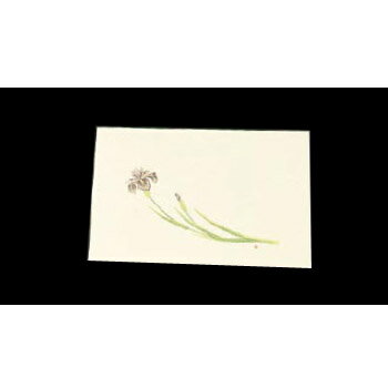 懐石まっと WSS-5 尺三(100枚入) クリーム あやめ●264×390(100枚入)●あやめ(5月～6月)●懐石まっと 尺三 四季の花●遠赤外線抗菌和紙クリーム●波動の良い遠赤抗菌和紙でおもてなしの心を伝えて下さい。●優れた抗菌効果と...