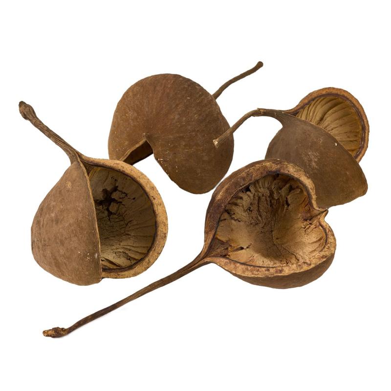大地農園 ドライフラワー N 約7～12cm ブッダナッツ DO085700-000 4コ入りサイズ:約7～12cm素材:天然素材形状:実物