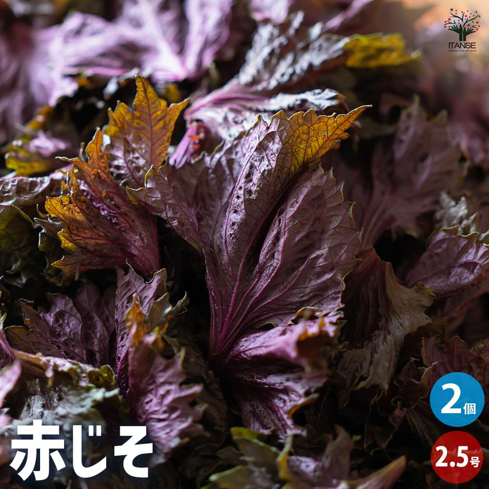 【品種の特徴】 梅干しの色付や、しそジュースなどによく使われる、赤じそ。 使いたい分だけを、ご自宅で収穫出来るのが、家庭菜園の魅力のひとつです。 ぜひこの機会に、赤じその家庭菜園を始めてみてはいかがでしょうか？ 新鮮な葉は、香り豊かで、風味...