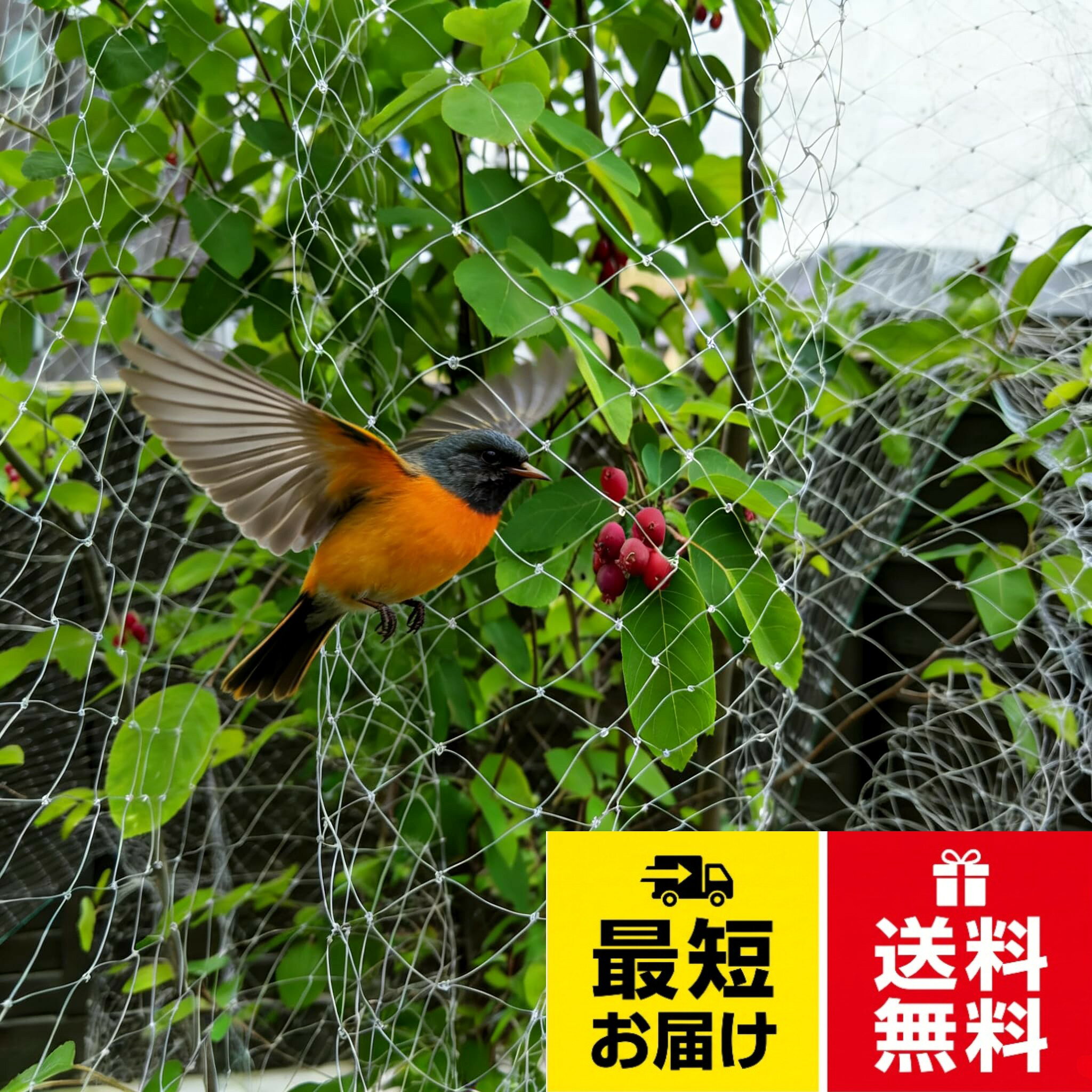 【透明タイプ＆25mm網目】クリアカラーで周囲の景観に自然に溶け込みます。網目サイズは25mm。カラス、ハト、ヒヨドリ、ムクドリ、スズメなどの鳥類侵入を防ぎながら、風通しや日差しはしっかり確保。植物の生育に必要な光と空気をそのまま通します。...