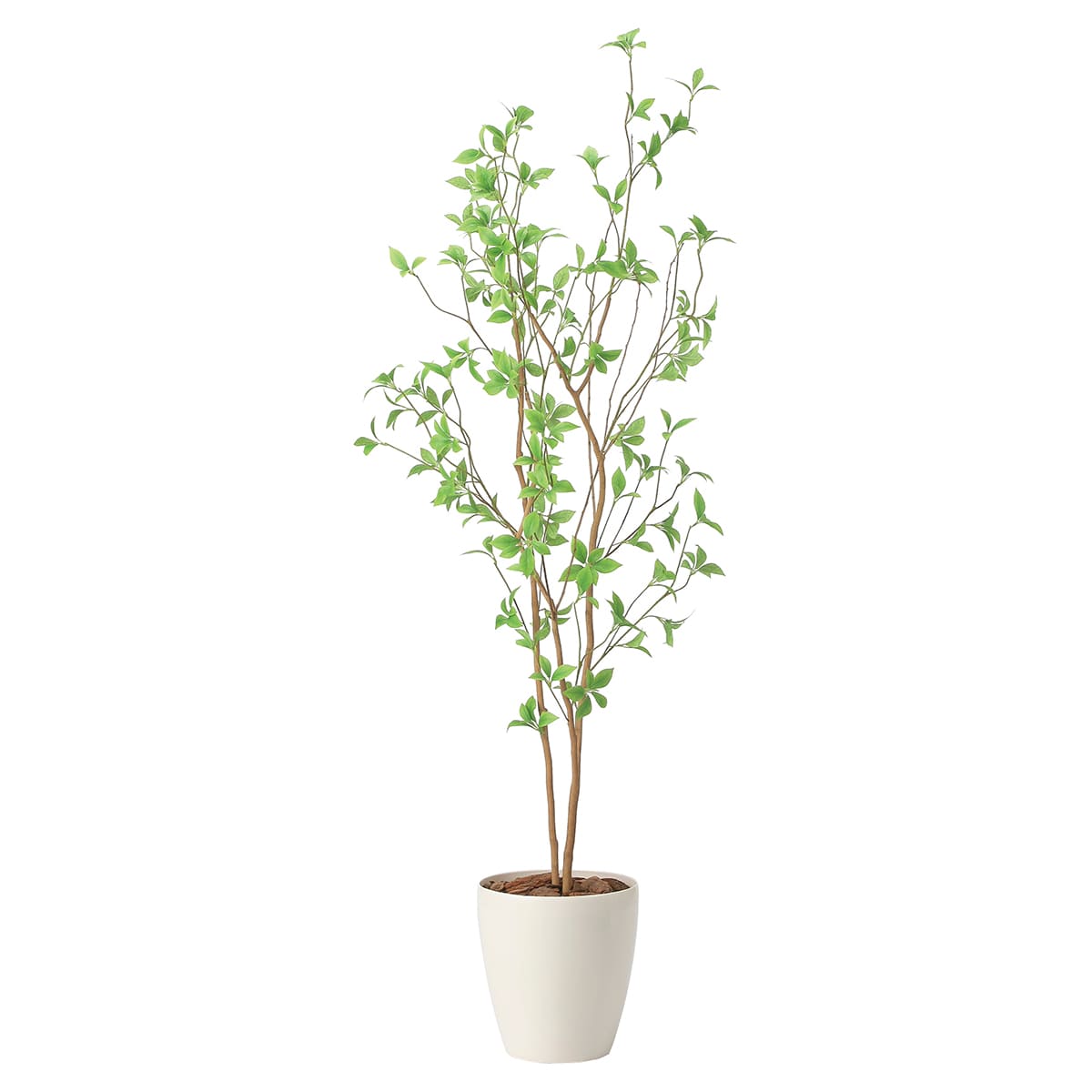 商品詳細（サイズ）■器：ポリプロピレン■機能：酸化チタン光触媒 V-CAT（消臭　抗菌　防汚　ホルムアルデヒド分解）　空気浄化（アセトアルデヒド）■サイズ：W600×D450×H1600■鉢サイズ：φ266（上面）×φ170（底面）×H28...