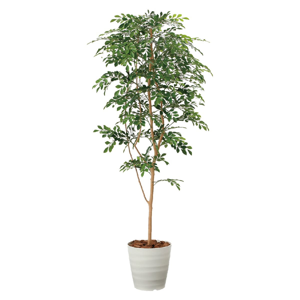 商品詳細（サイズ）■葉：ポリエステル　ポリエチレン　天然木■花器：ポリプロピレン■機能：光触媒■サイズ：W750×D750×H1800■花器サイズ：φ210～305（底面～上面）×H305■補足：完成品／光触媒北海道、沖縄、離島及び中継を伴...