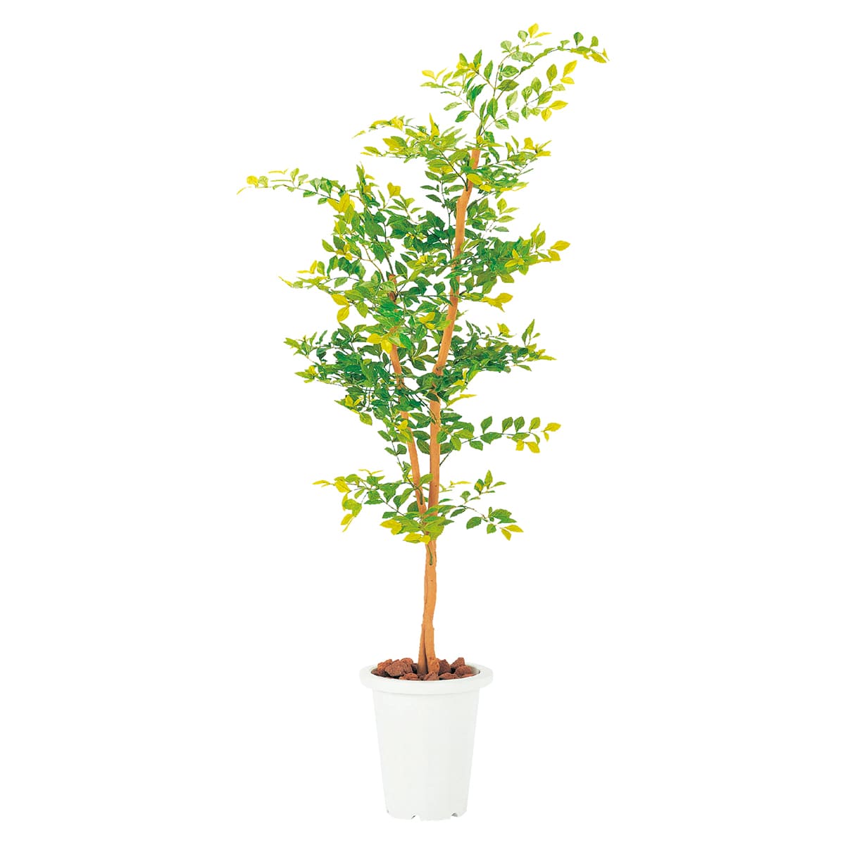 商品詳細（サイズ）■葉：ポリエステル　ポリエチレン■幹：天然木■花器：ポリプロピレン■バーグ：廃ガラス■サイズ：W500×D450×H1200■花器サイズ：φ120～214（底面～上面）×H299■鉢サイズ：φ215×H230■補足：完成品...
