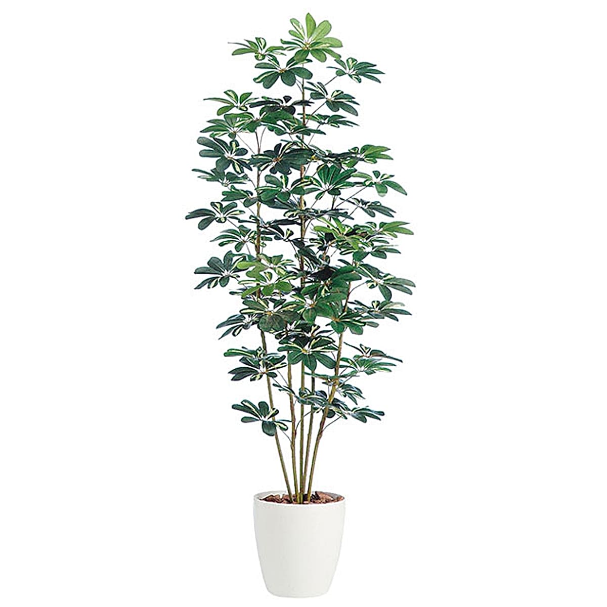 商品詳細（サイズ）■材質：ポリエステル■鉢材質：ポリプロピレン■付属品：バークチップ付■サイズ：H1500～1800■鉢サイズ：H1500タイプ：φ266×H288■鉢サイズ：H1800タイプ：φ300×H310■補足：完成品／サイズ選択【...