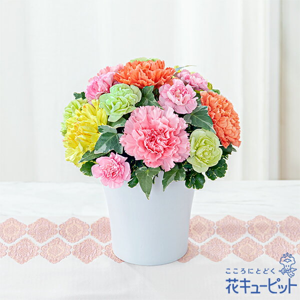 ■【母の日ギフト】グラマラス（カラフル）　アレンジメント/オールラウンド　4840　円(税込)ピンク・オレンジ・黄色の3色でパステル調に仕上げた、カラフルで可愛らしいカーネーションのアレンジメント。色とりどりの花々が、楽しい母の日を演出して...