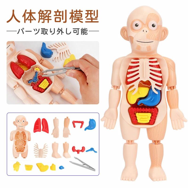 商品説明文 商品について ・人体の内臓の形や位置関係を学べる、小型の人体解剖模型です。 ・パズルになっており、心臓、胃、小腸、大腸、肺、肋骨などのパーツを組立てながら楽しく学習することができます。 ・小さなお子さまの知育玩具として、人気の商...