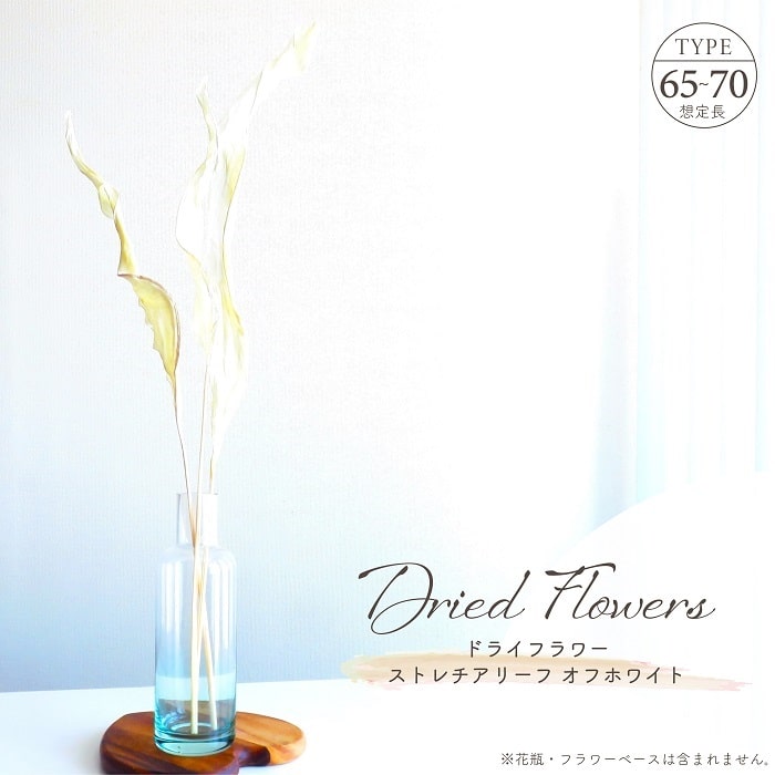 ■ 商品情報 ■ ユニークで独特なフォルム、非常に洗練された雰囲気がアレンジやインテリアを上品かつオシャレに仕上げる「ストレチアリーフ」の魅力的なドライフラワー。 色を抜くさらし加工を施した花種等は近年人気の高いドライフラワーです。その繊細...