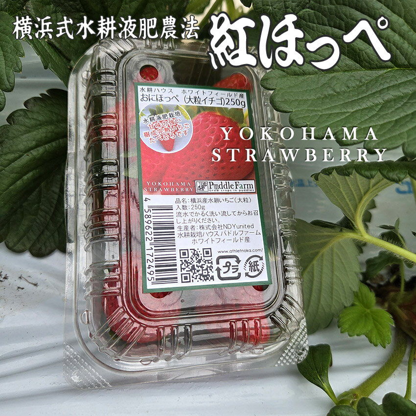 水耕液肥栽培で育てられた品種「べにほっぺ」です。厳選された30g以上の果実を限定出荷 ▼商品概要 横浜市三保農政区最大規模の水耕栽培ハウス「パドルファーム」が運営する「ホワイトフィールド」にて生産されたいちご「紅ほっぺ」。 その育成方法は大...
