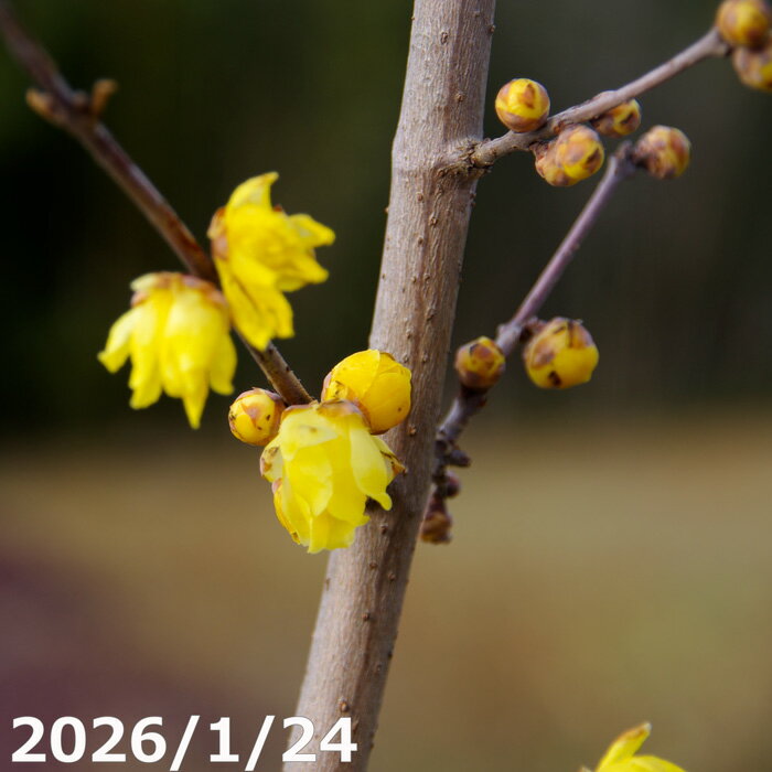 ロウバイ科　花期:早春 商品解説 マンゲツロウバイの四季 12月　 2月 マンゲツロウバイの定植 根巻苗の育て方 1. 植え付け（定植）の仕方 園主の日記　2019年12月17日　園内に庭木を植えました。 　 　 ■有名作家盆栽鉢・古鉢はこ...