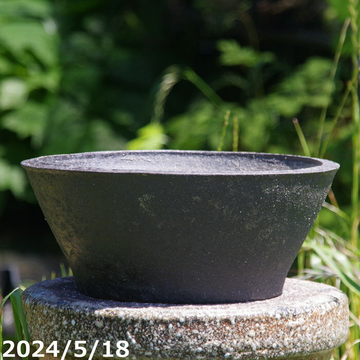 楽天市場】水槽 メダカ(花・ガーデン・DIY)の通販 楽天市場】水槽 メダカ(花・ガーデン・DIY)の通販