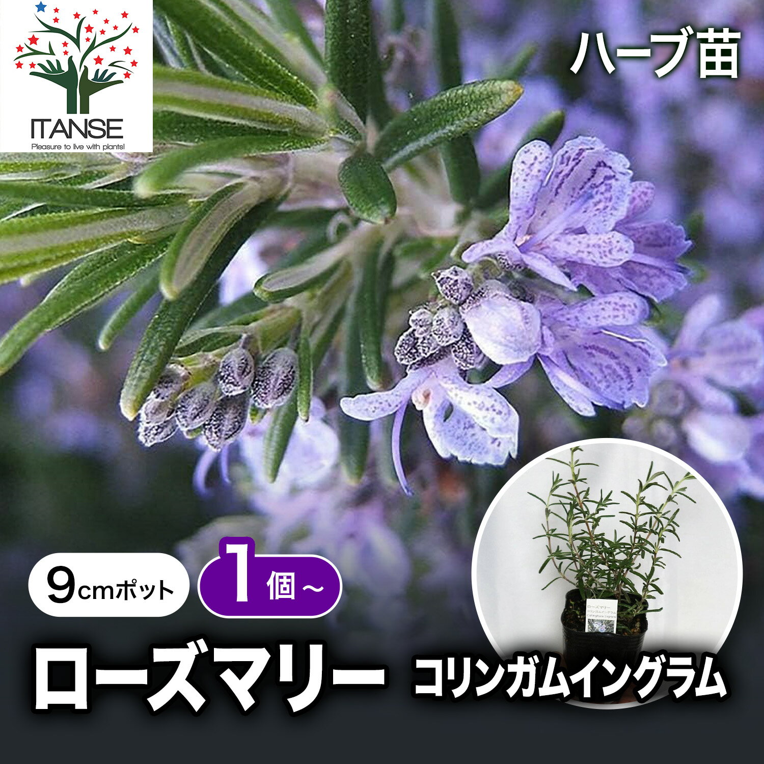 "ローズマリーコリンガムイングラム"ハーブ苗9cmポット【3個セット】 シソ科マンネンロウ属 学名：Rosmarinus officinalis. 英名：Rosemary Collingham Ingram 原産地：地中海沿岸地方 背丈：1...